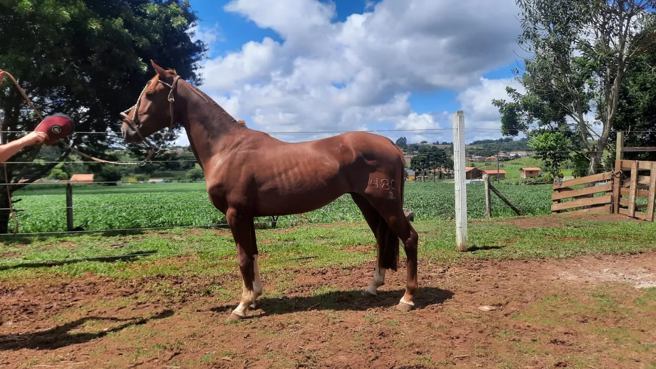 Cavalos em Curitiba e região, PR