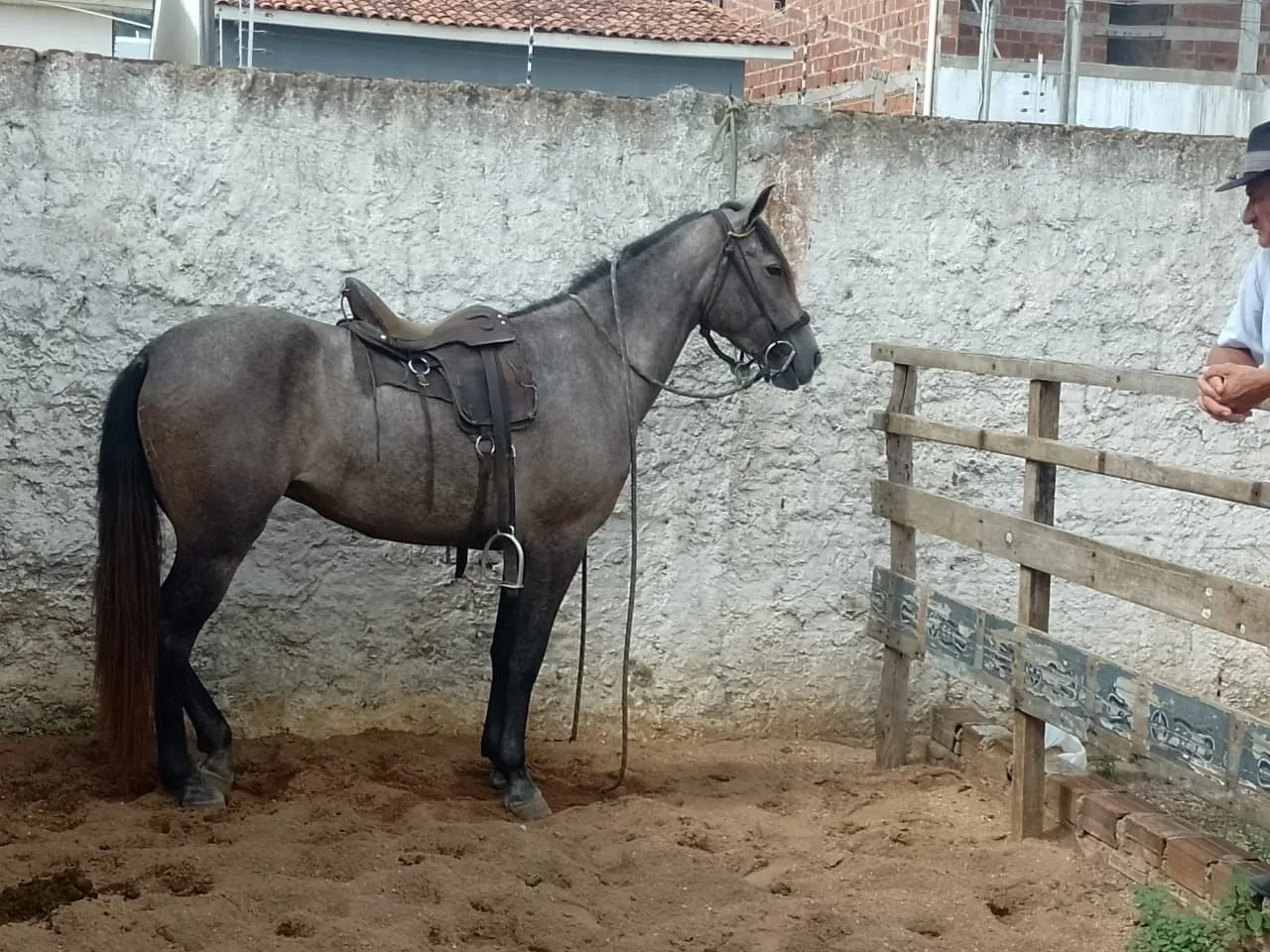 Cavalos em Alagoas
