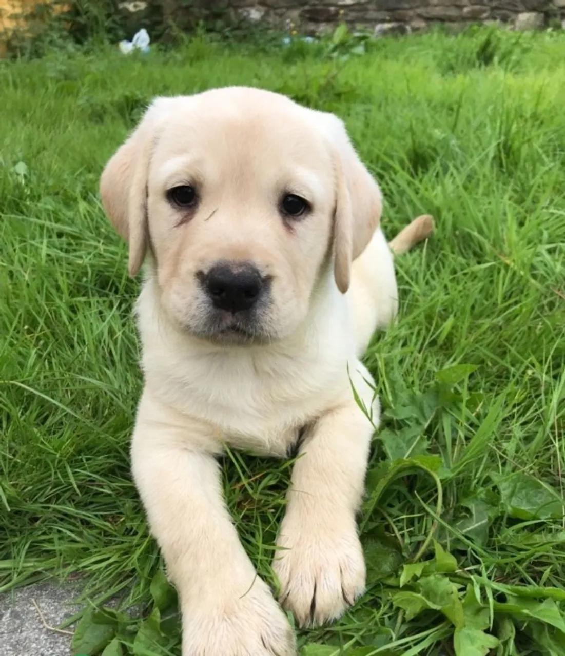 "filhote labrador puro" - Cachorros no Brasil