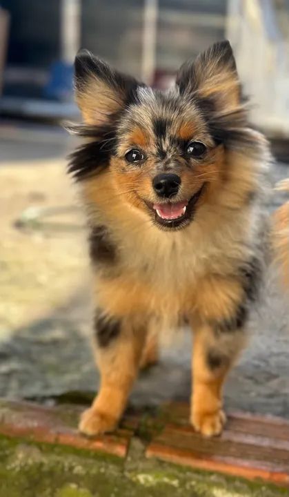 "spitz merle" no Brasil