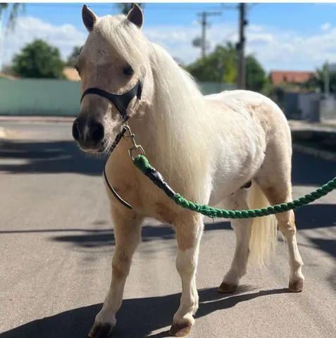 "mini ponei" no Brasil