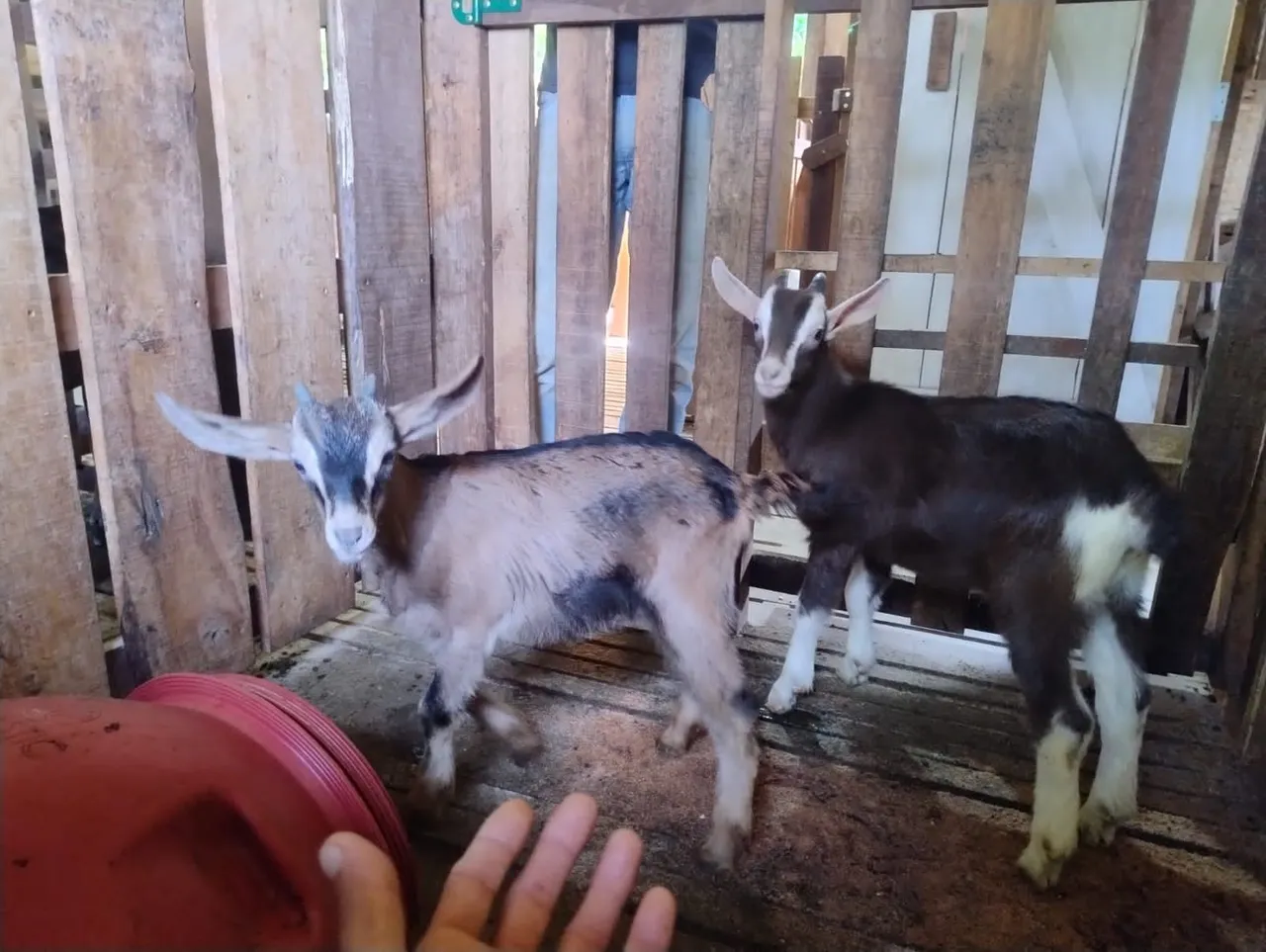 "bodes e cabras" no Brasil
