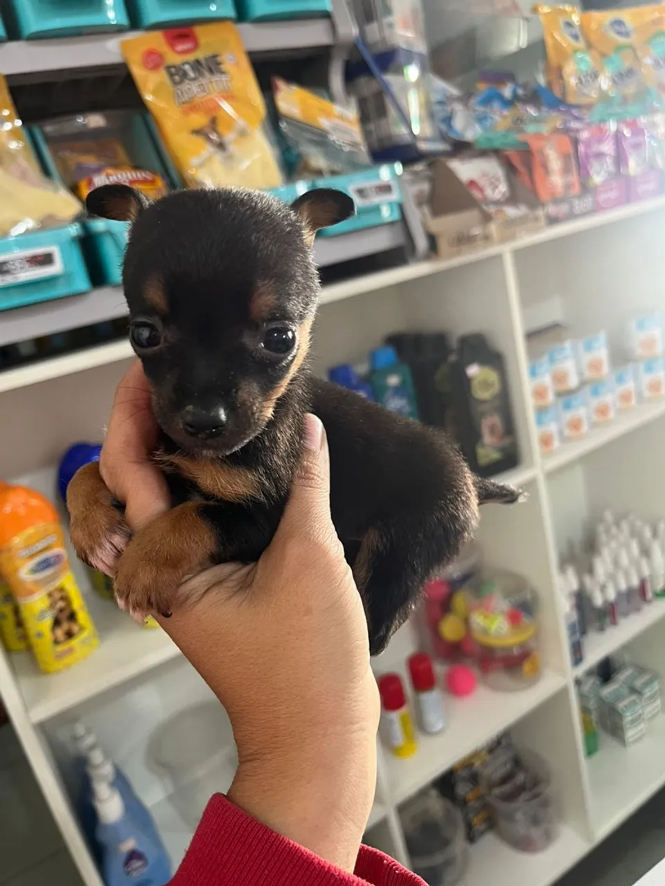 "pinscher 0" - Cachorros no Brasil