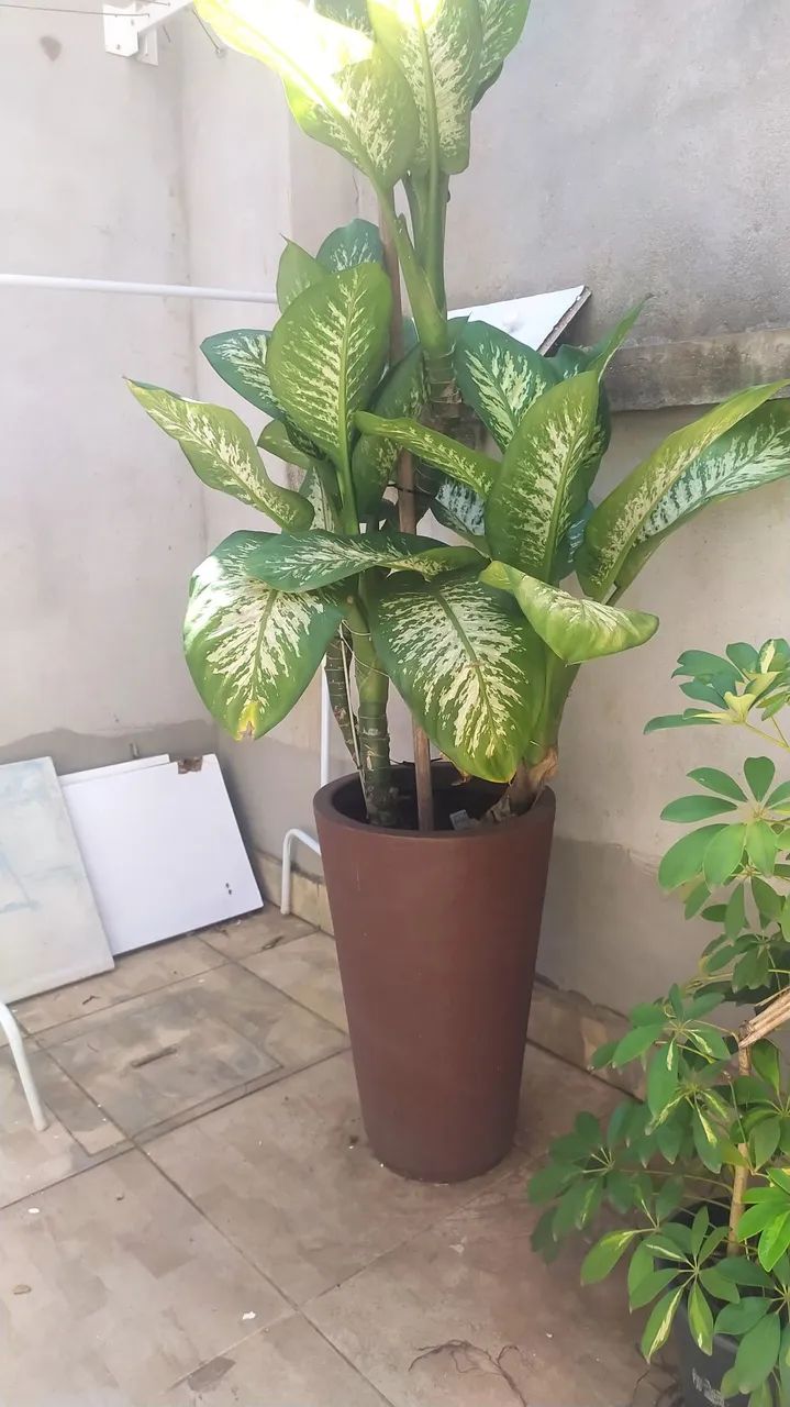 Planta Comigo Ninguém Pode - Jardinagem e Plantas - Jardim Santa Inês I ...