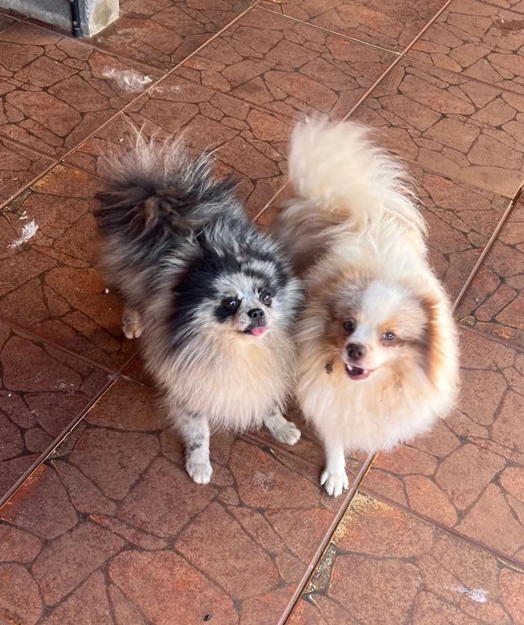 Spitz alemão adulto merle - Cachorros - Setor Pauzanes, Rio Verde ...