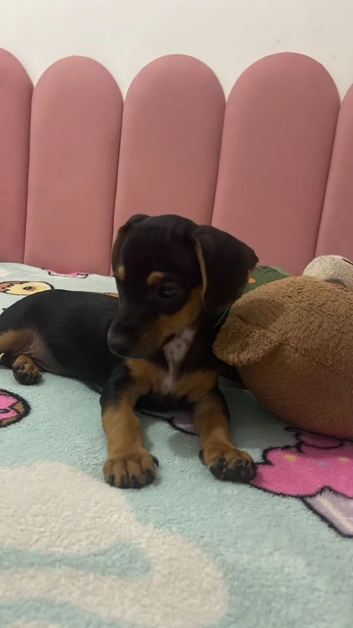 Cachorro para adoção - Cachorros - Vila Boa Sorte, Goiânia 1464870094 | OLX