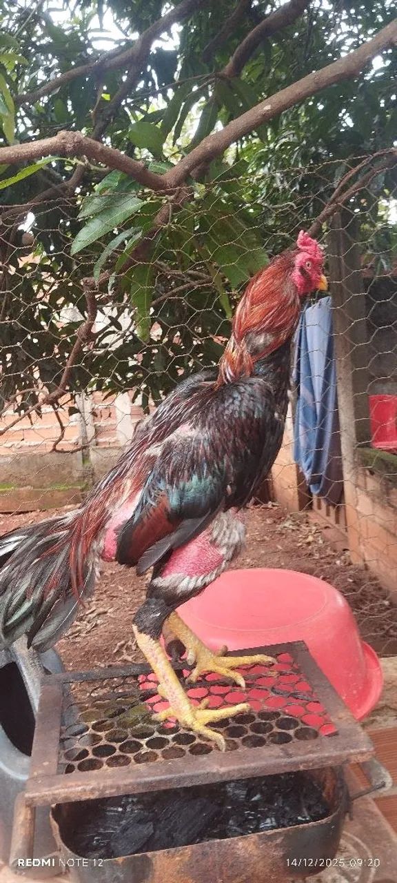 Frangos - Animais para agropecuária - Residencial Mundo Novo 3, Goiânia ...