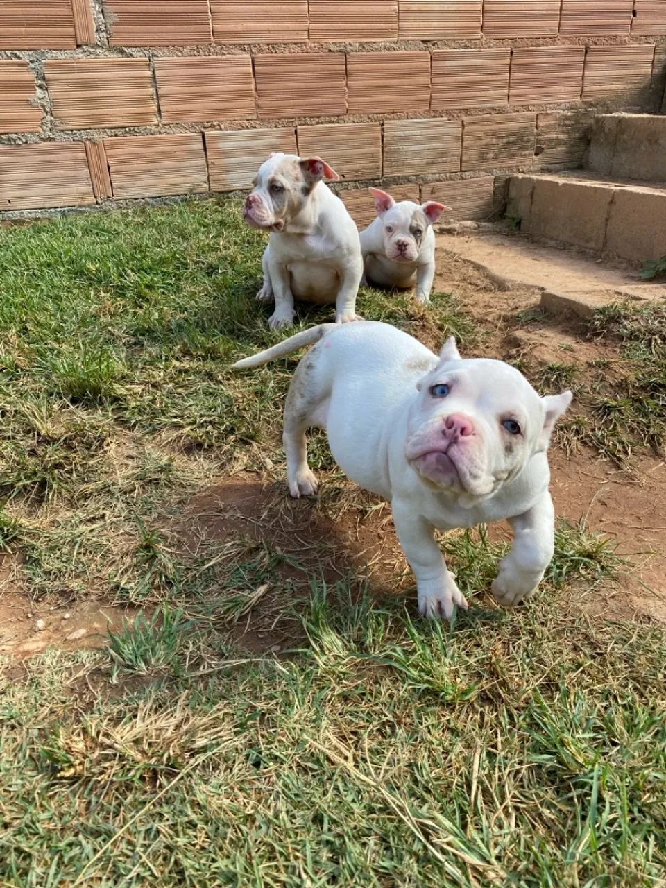 Filhotes de American bully - Lindos e Saudáveis! - Cachorros - Jardim ...