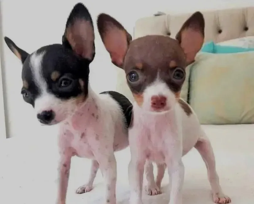 "pinscher 0" - Cachorros no Brasil