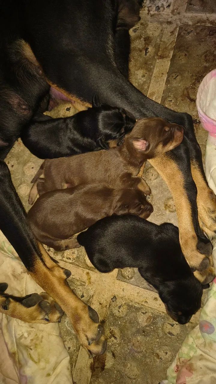 Doberman Gigante Fihotes - Cachorros - Ilha do Leite, Recife 1468933463 ...