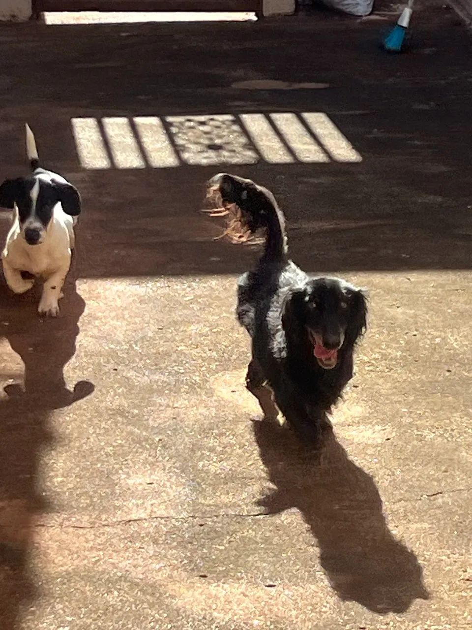 Dachshund-cofap-salcisha pelo longo - Cachorros - Parque Vale dos ...