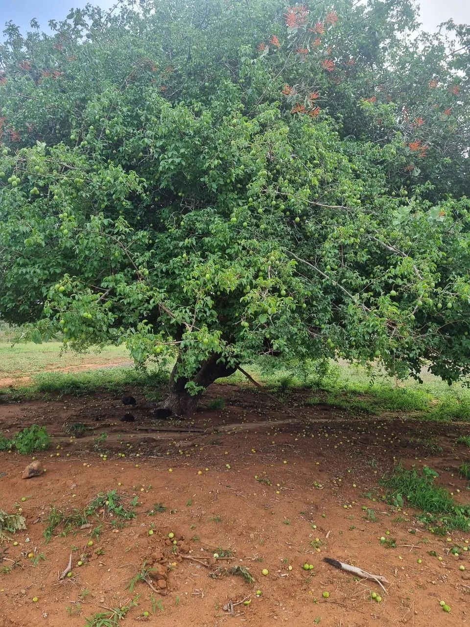 Vendo troco fazenda - Terrenos, sítios e fazendas - Brejões 1472263949 ...