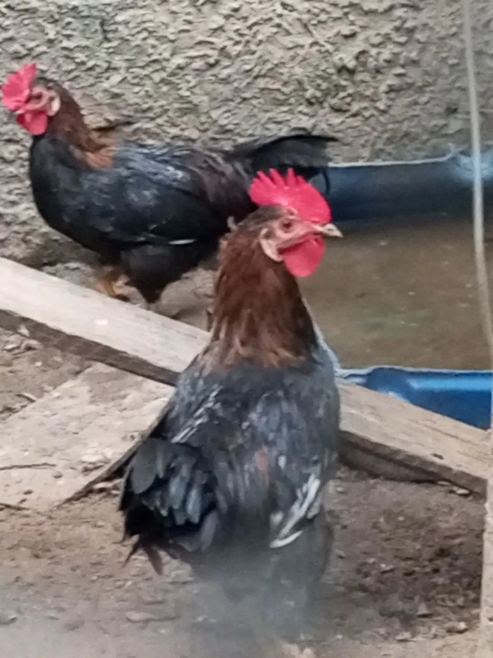 "galinha galize" no Brasil