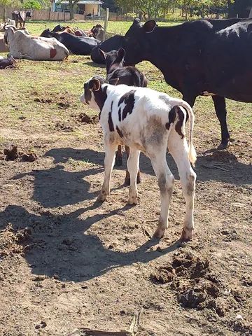 "bezerro holandes" no Brasil