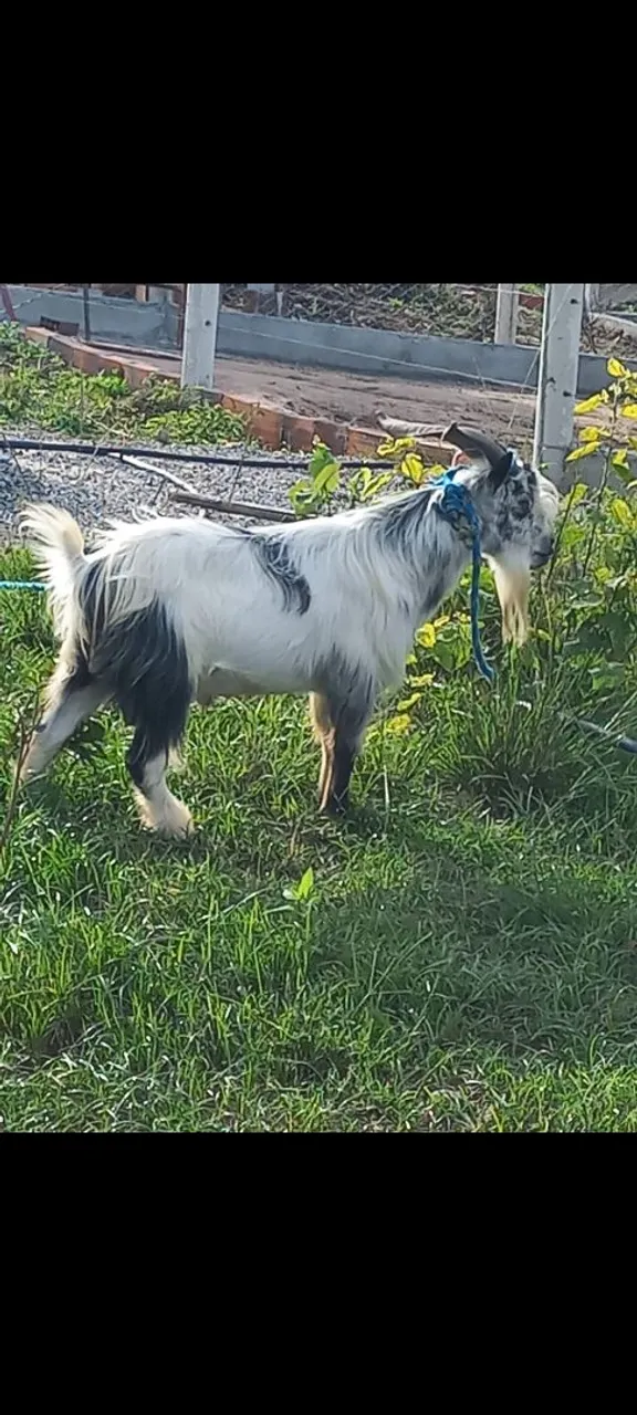"mini cabras" no Brasil