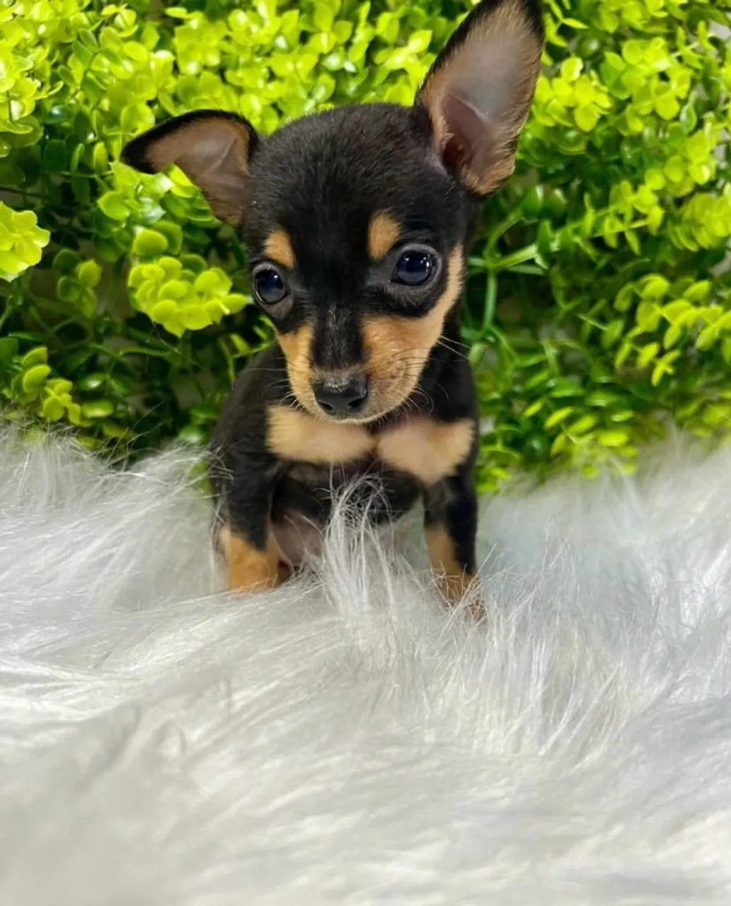 "pinscher 00 miniatura" - Cachorros no Brasil