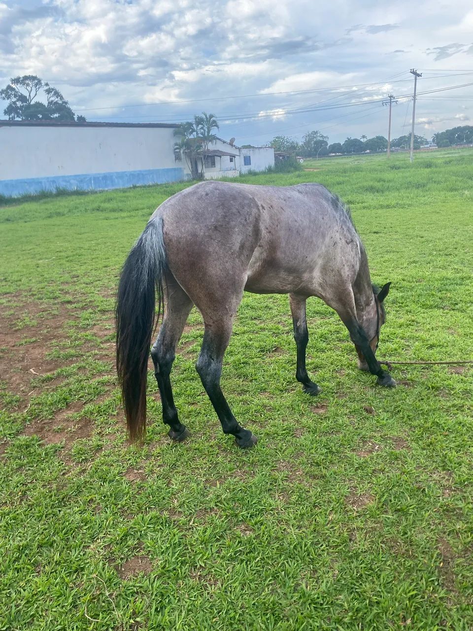 Potro Mangalarga Machador Registrado filho de campeão - Animais para ...