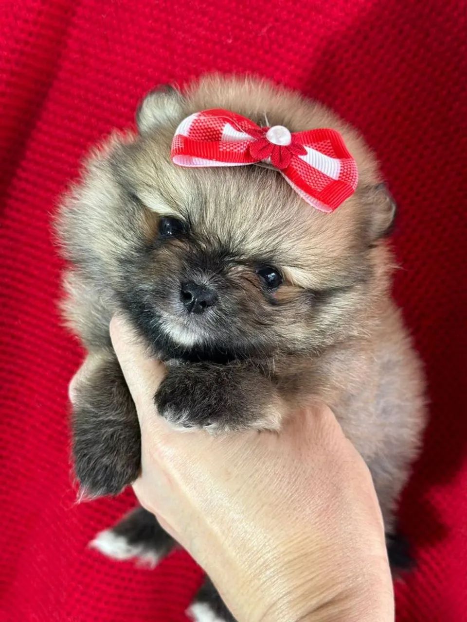 Spitz Alemão Anã Fêmea Laranja!! Bonequinha Linda. - Cachorros ...