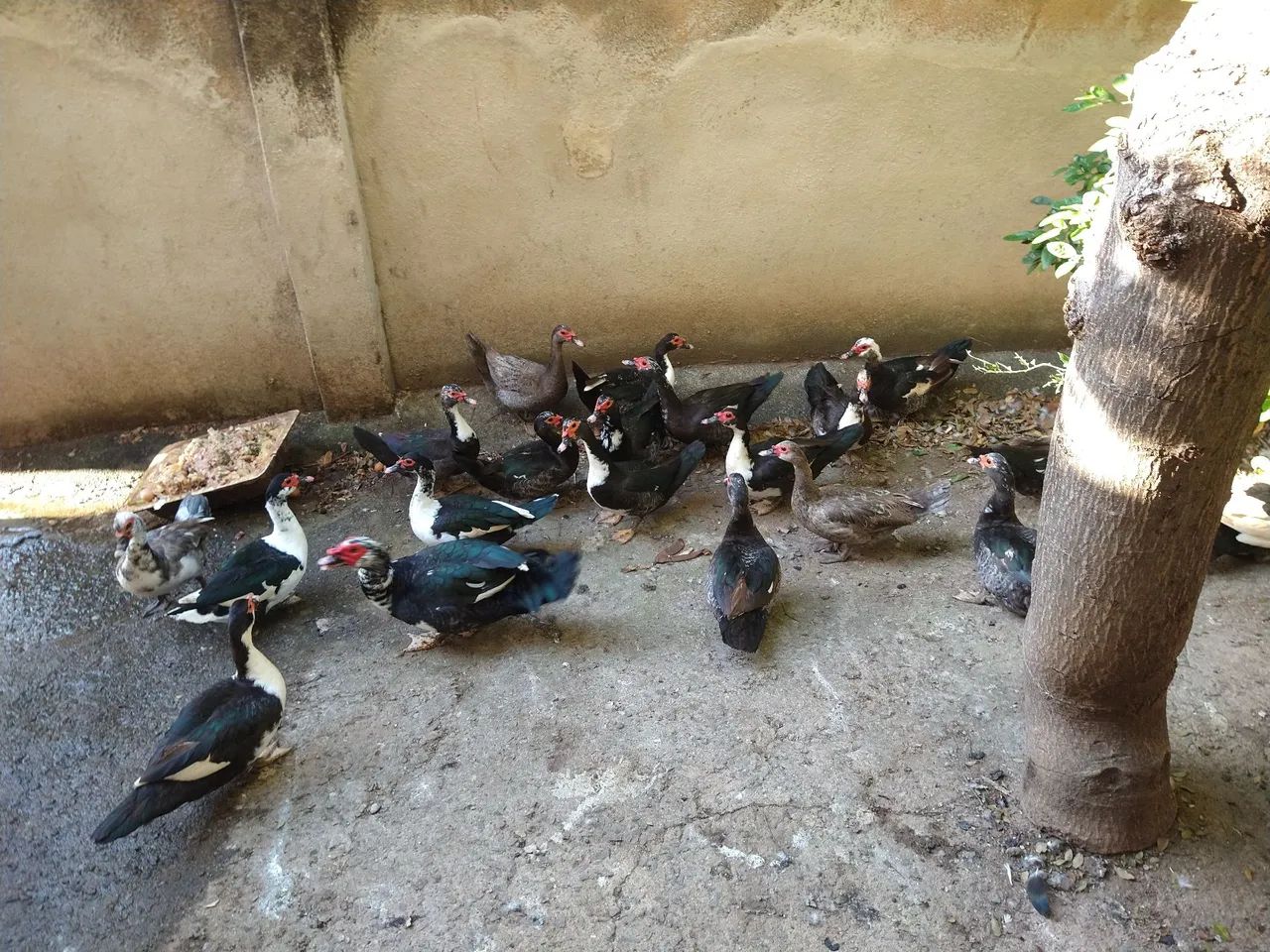 Animais de estimação e outros - Outros animais - Mariano Procópio, Juiz ...