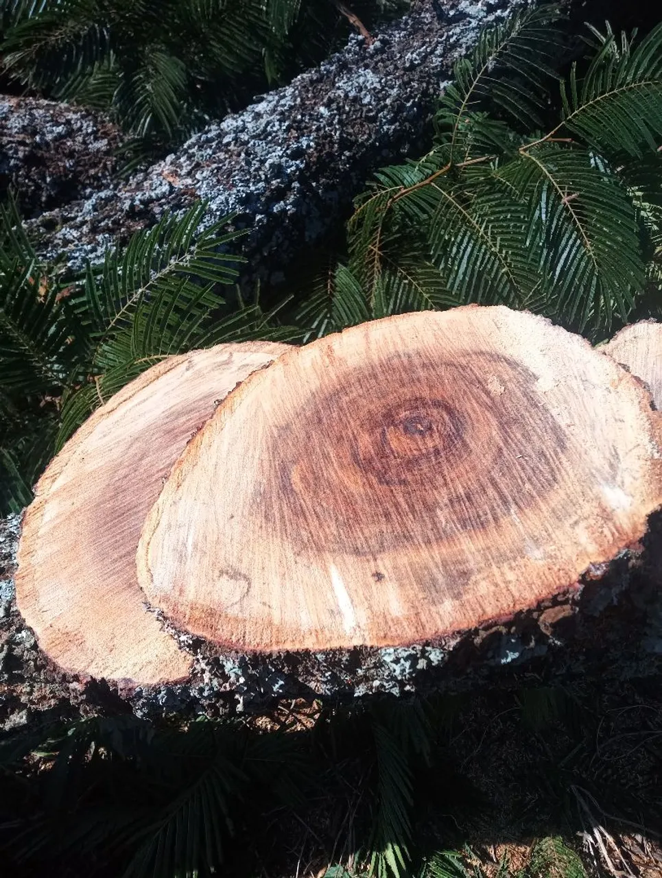 "tora de madeira" no Brasil