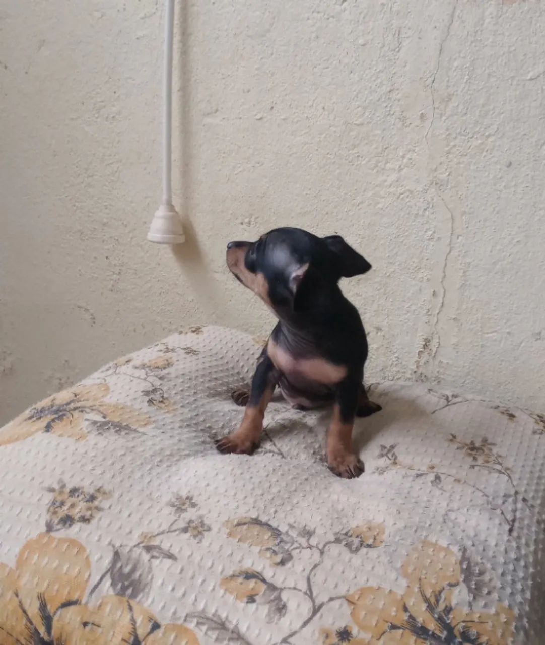 Mini pinscher - Cachorros - Parque Rio Branco, Valparaíso de Goiás ...