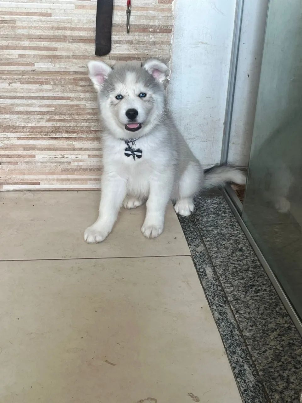 Husky siberiano - Cachorros - Telégrafo, Belém 1467418185 | OLX