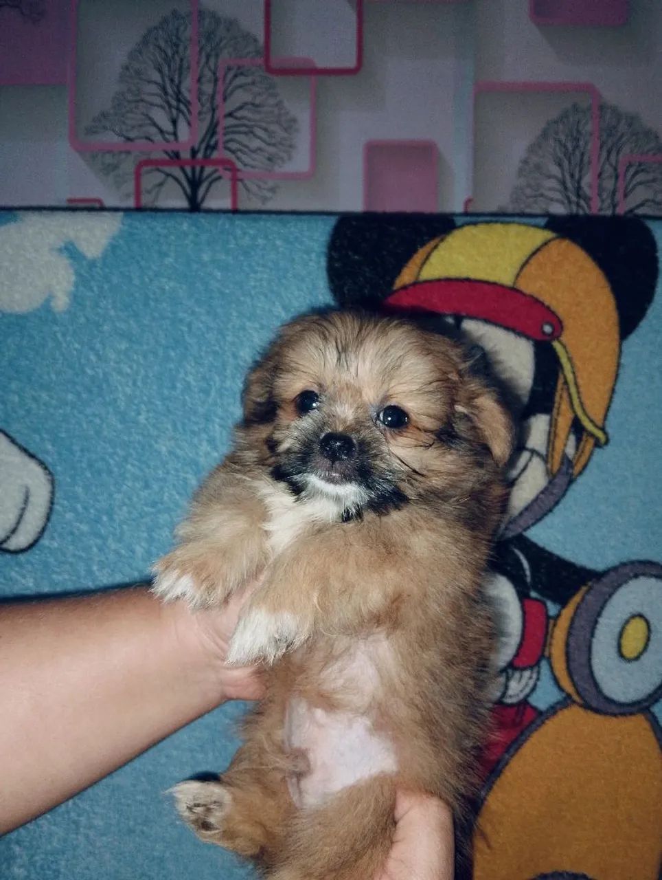 Filhote de Sharian Macho - Cachorros - Icuí-Guajará, Ananindeua ...