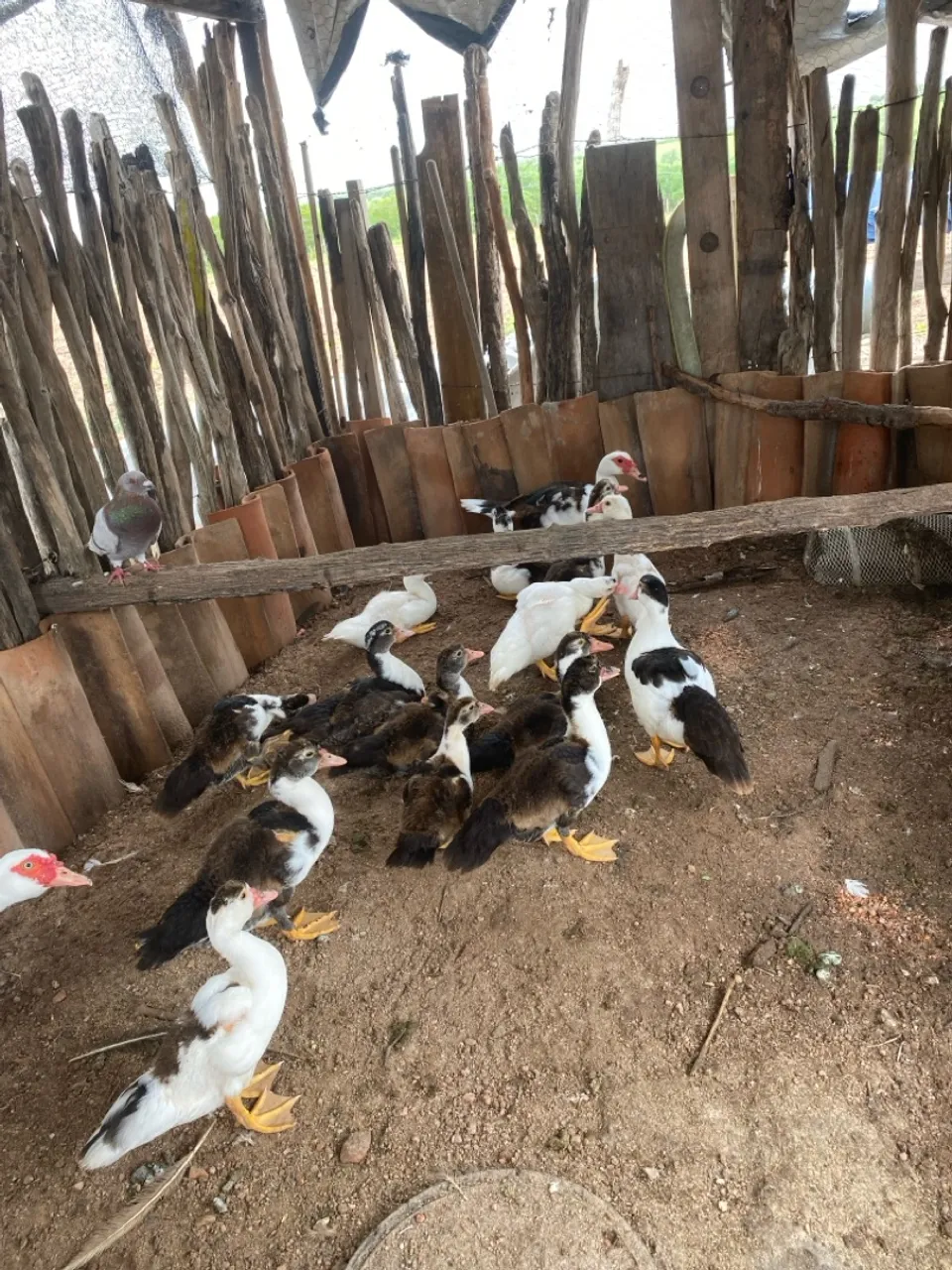 "filhotes de patos" - Outros animais no Brasil