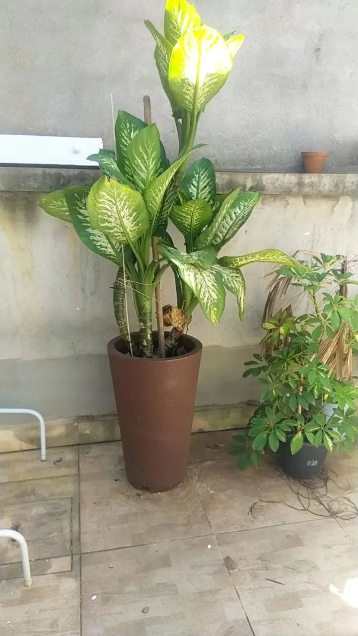 Planta Comigo Ninguém Pode - Jardinagem e Plantas - Jardim Santa Inês I ...