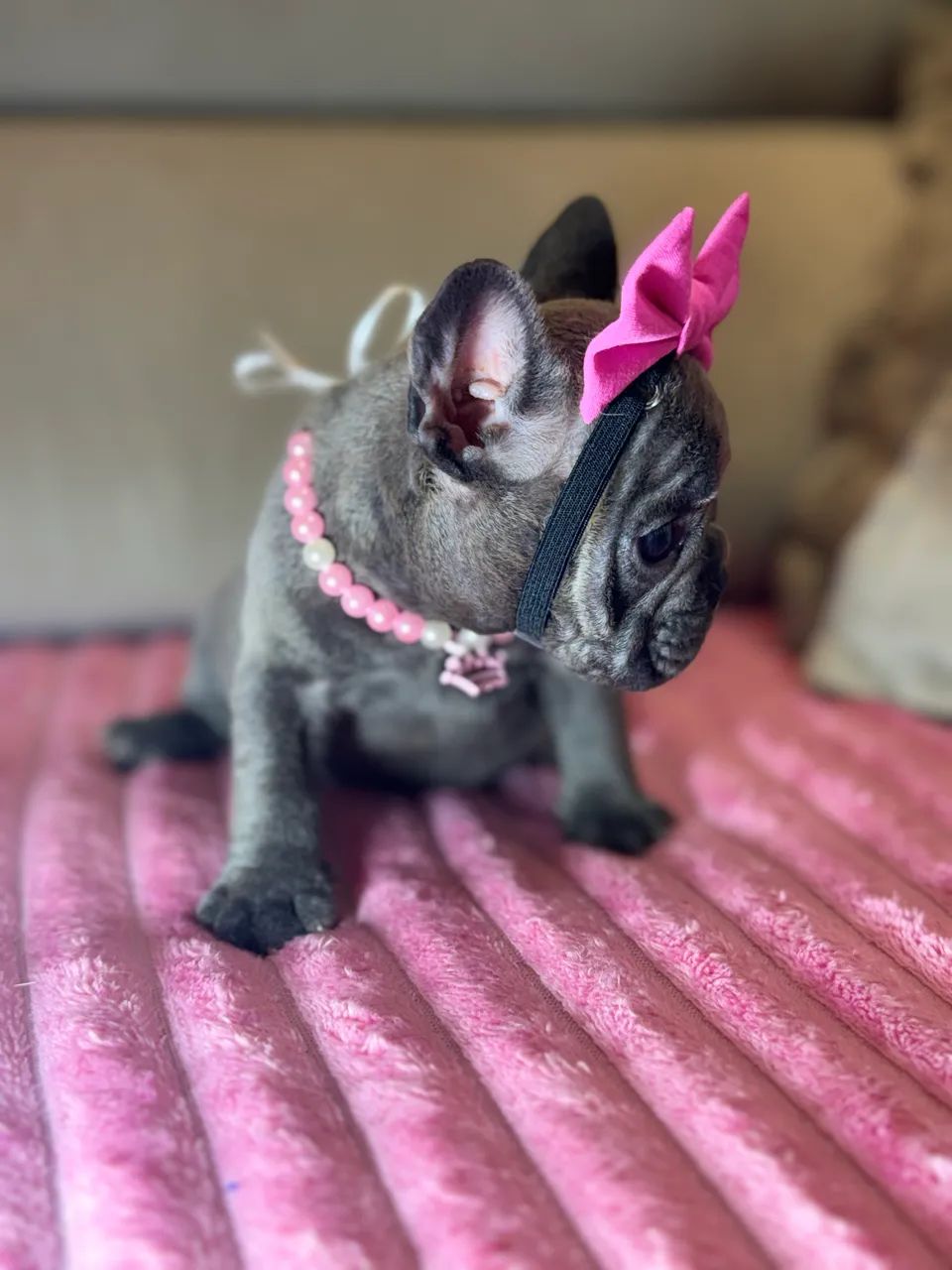 Bulldog Francês Fêmea Blue padrão bem pequenininha - Cachorros - Campo ...