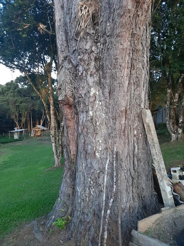 "arvores de pinus" no Brasil