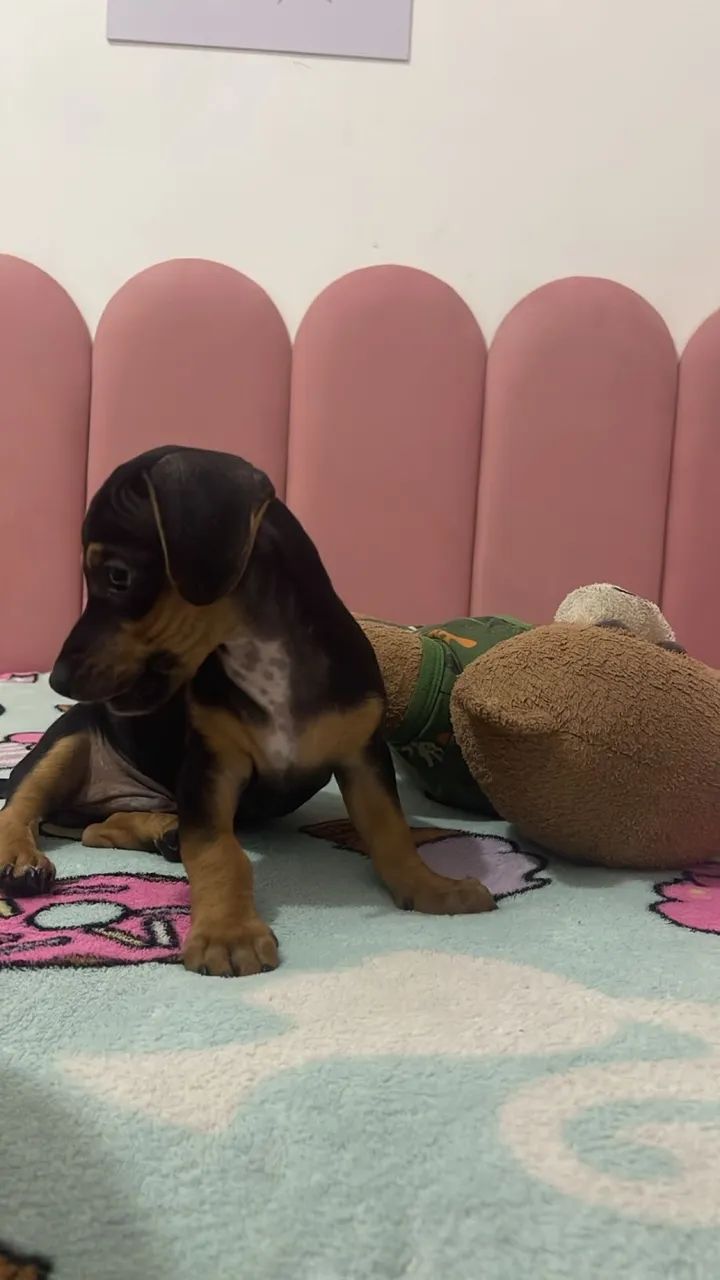 Cachorro para adoção - Cachorros - Vila Boa Sorte, Goiânia 1464870094 | OLX