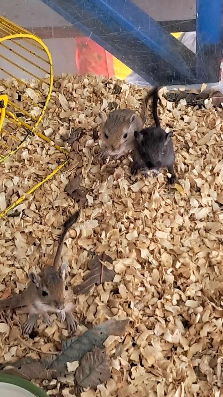 Esquilo da Mongólia Filhotes - Roedores - Jardim Cidade Universitária ...