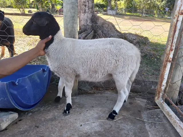 Carneiros dorper | +80 anúncios na OLX Brasil