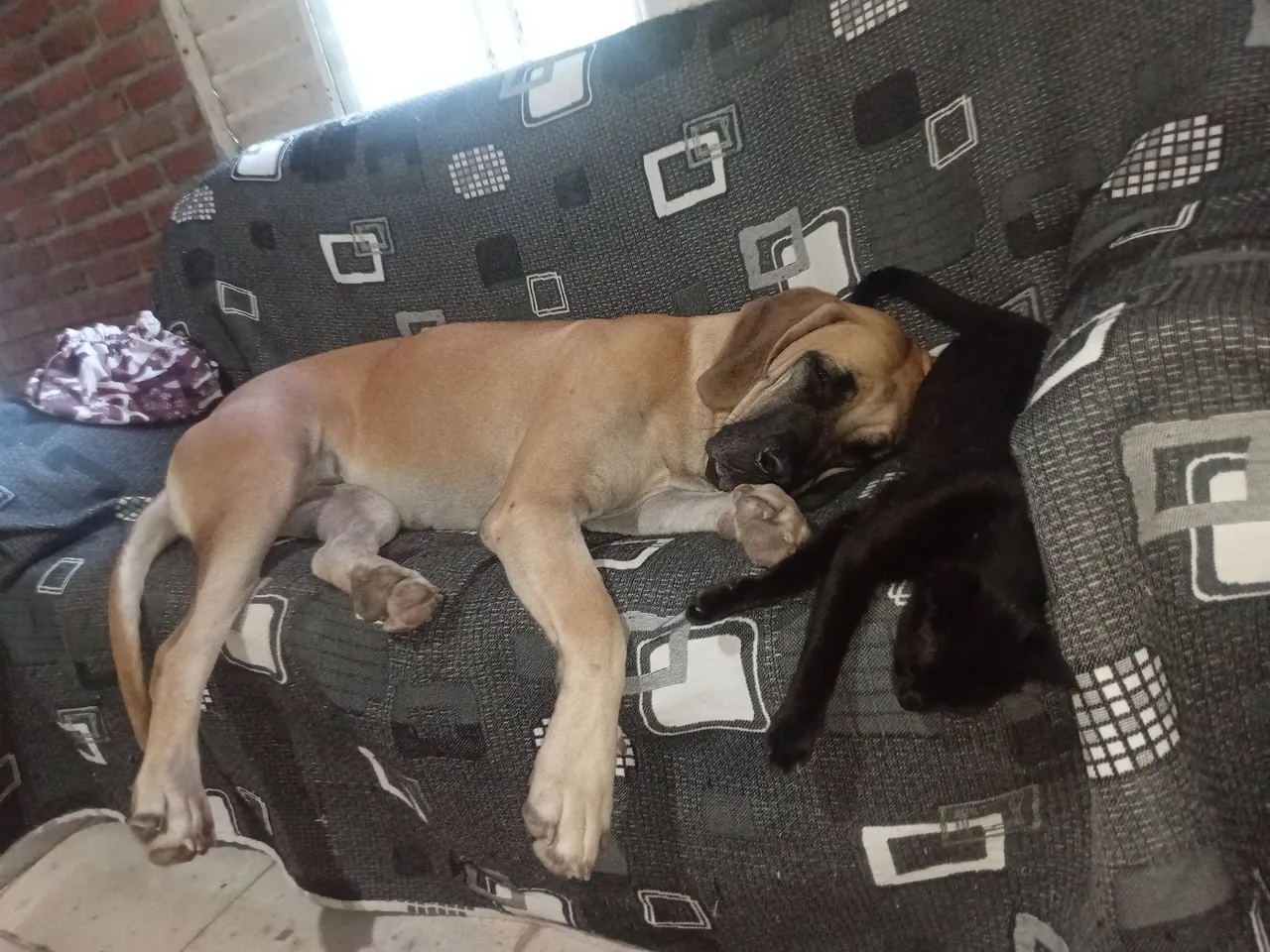 "fila brasileiros" no Brasil