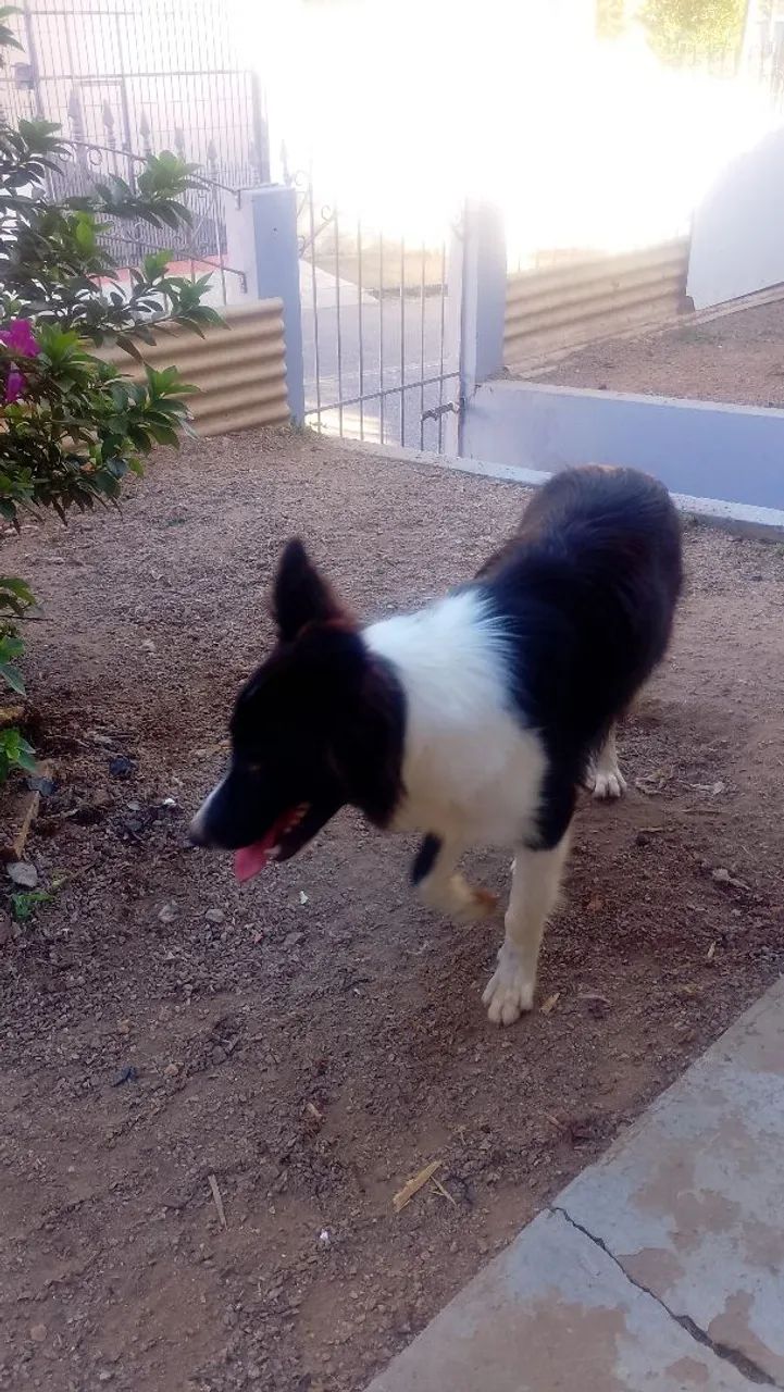 Border colie c/pedegre - Cachorros - Barreiros, São José 1462131178 | OLX