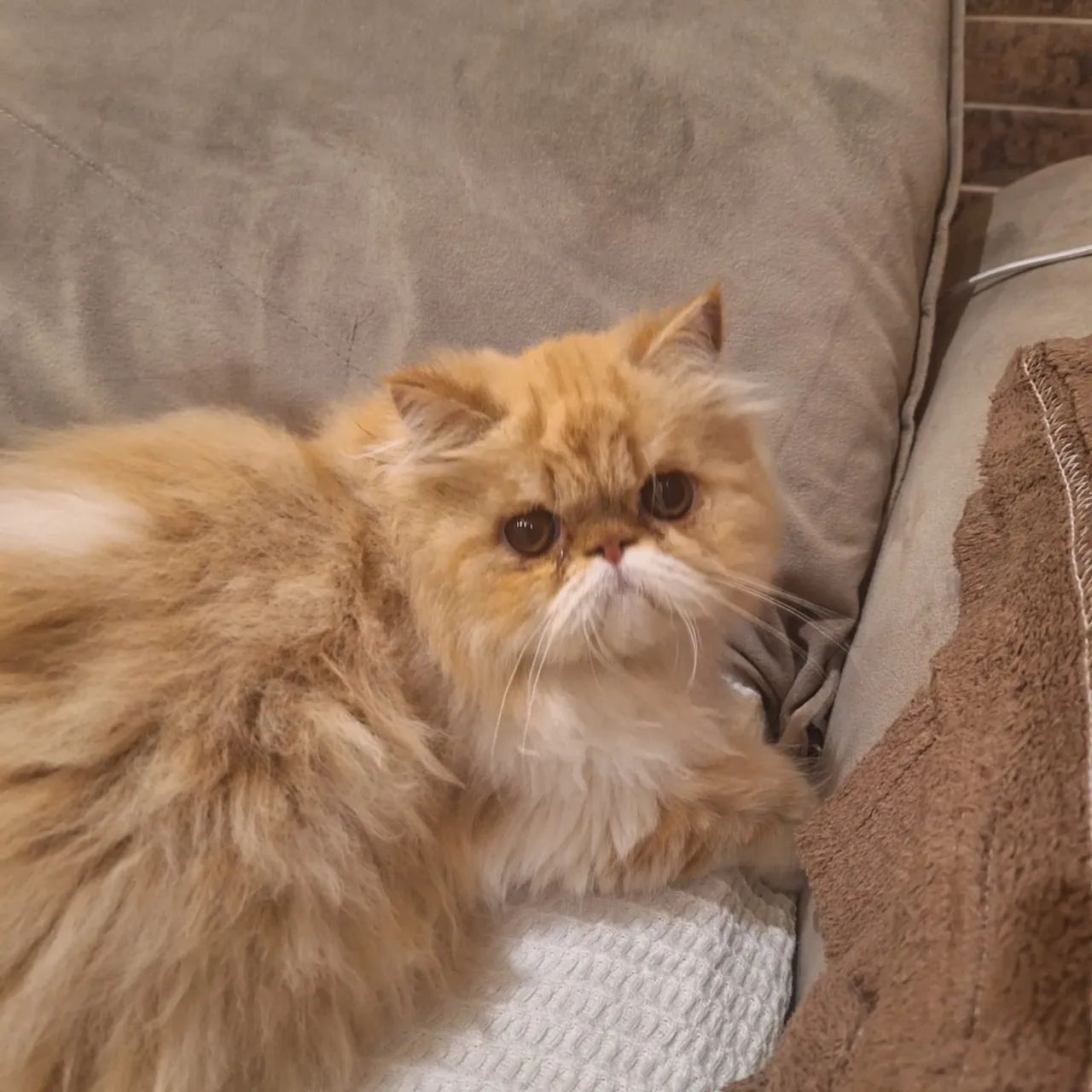 "gato persa exotico" - Gatos no Brasil