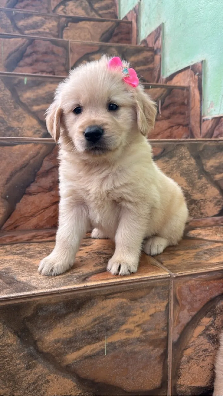 "filhotes de golden retriever" - Cachorros no Brasil