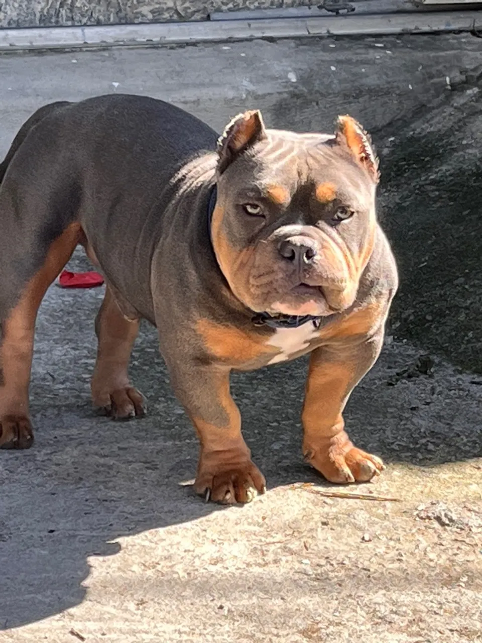 "filhotes de american bully" - Cachorros no Brasil