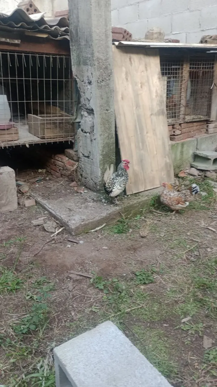 "garnizes" no Brasil