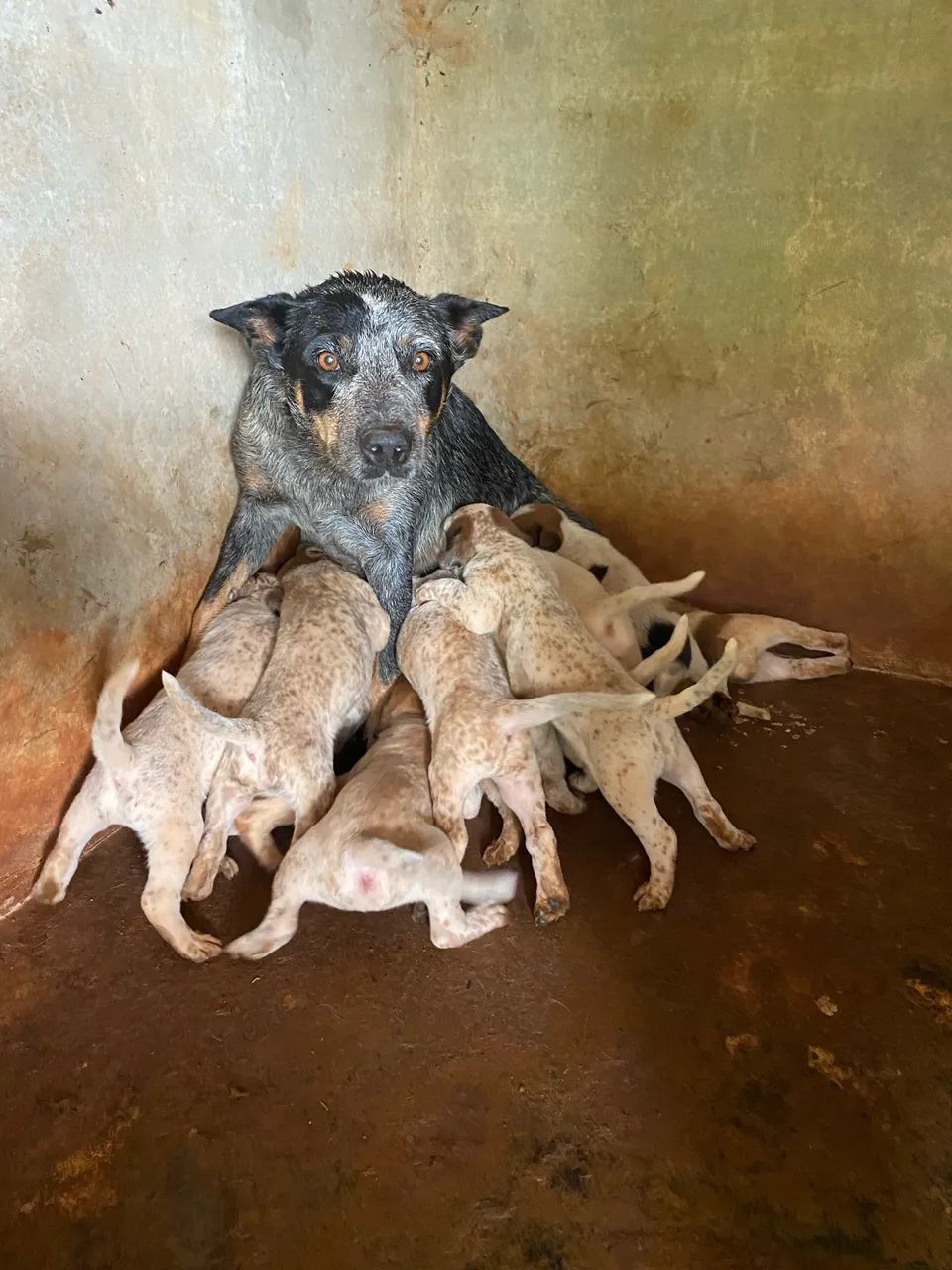 Filhotes Blue heeler - Cachorros - Cardoso Continuação, Aparecida de ...