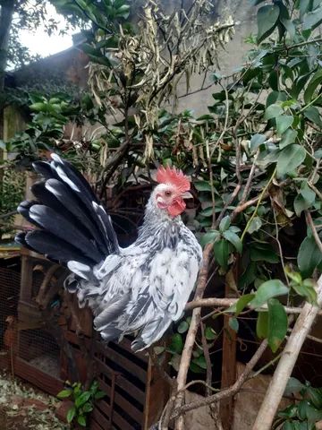 "mini garnizes" no Brasil