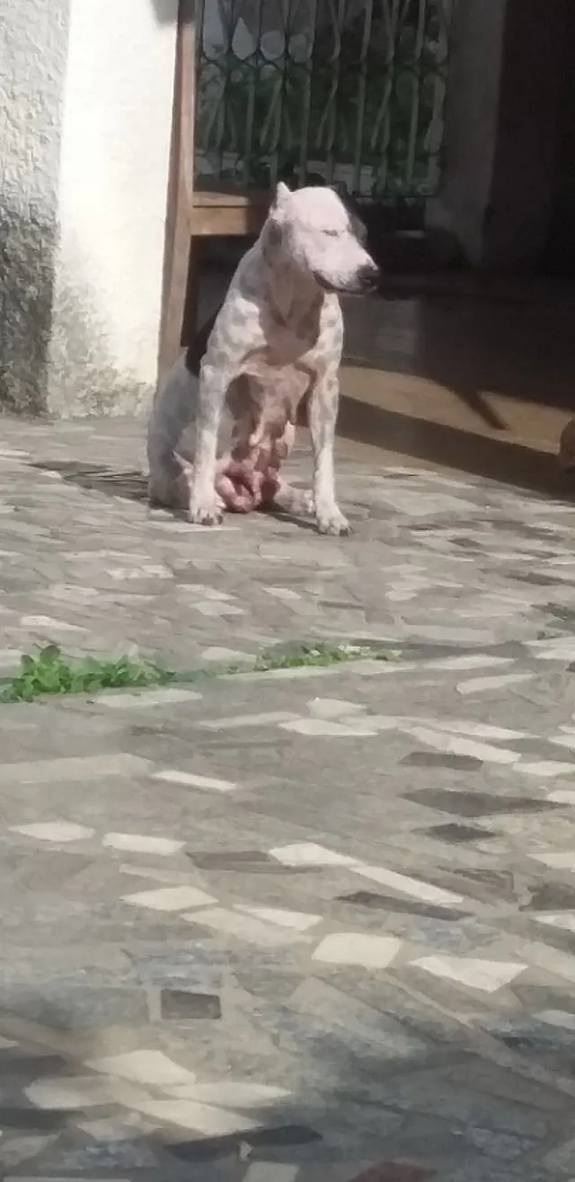 Filhotes pitbull apbt | +28 anúncios na OLX Brasil