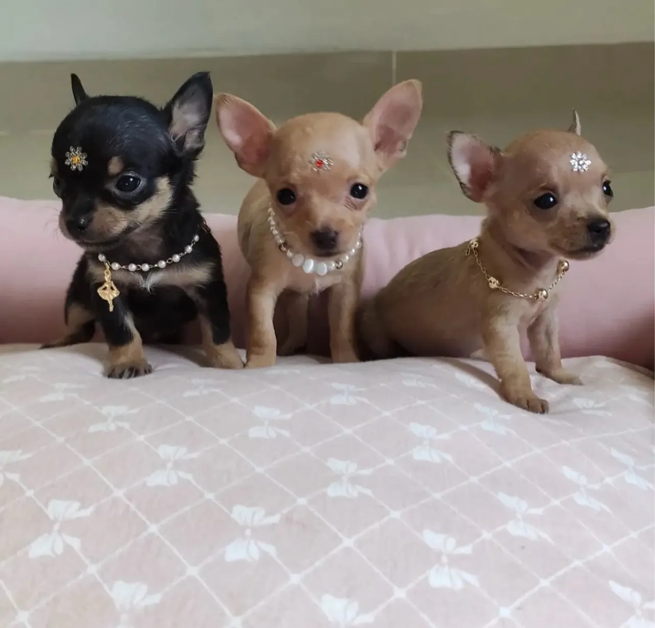 "pinscher 00 miniatura" - Cachorros no Brasil