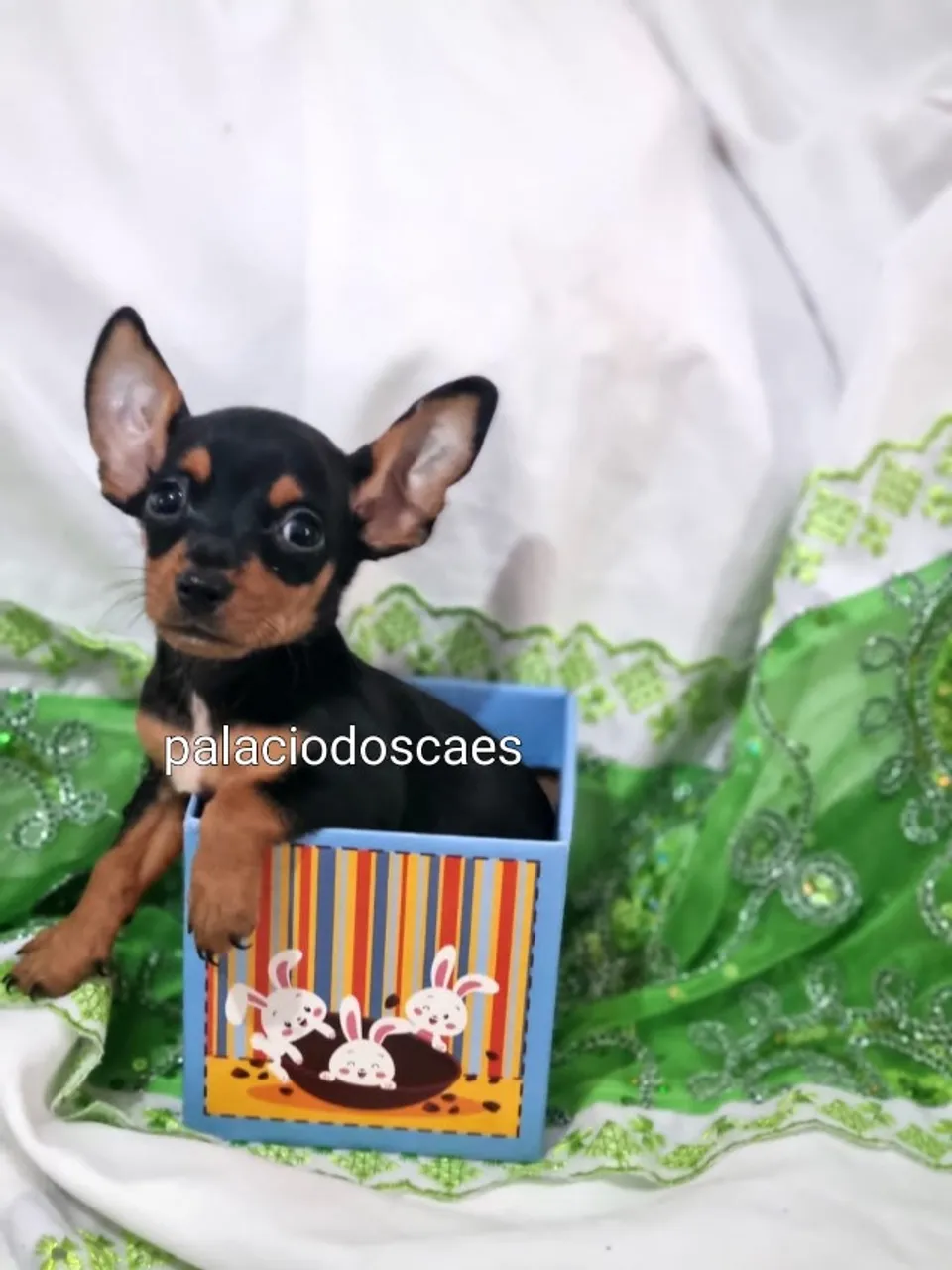 "pinscher 0" - Cachorros no Brasil