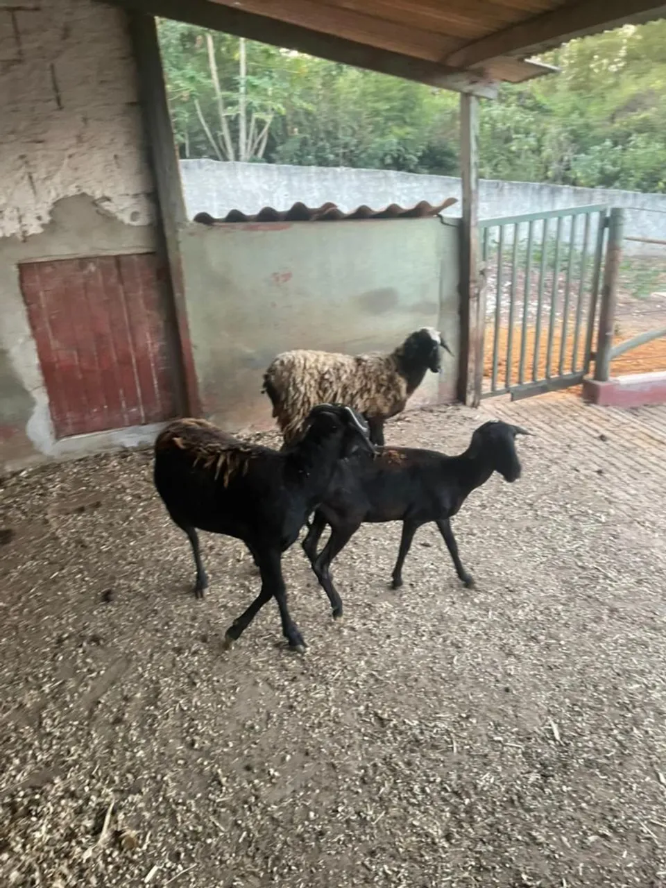 "bodes e cabras" no Brasil