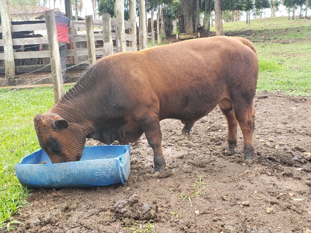 Boi mini boi | +868 anúncios na OLX Brasil