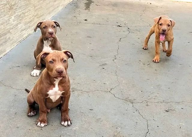 "apbt tradicional" no Brasil