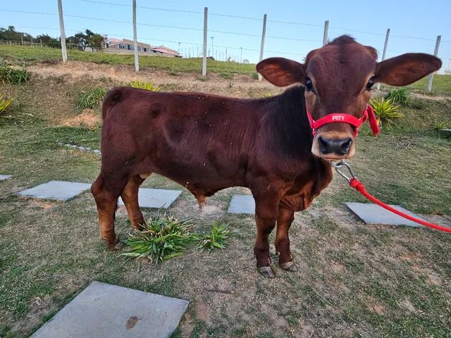 "boi mini boi" no Brasil