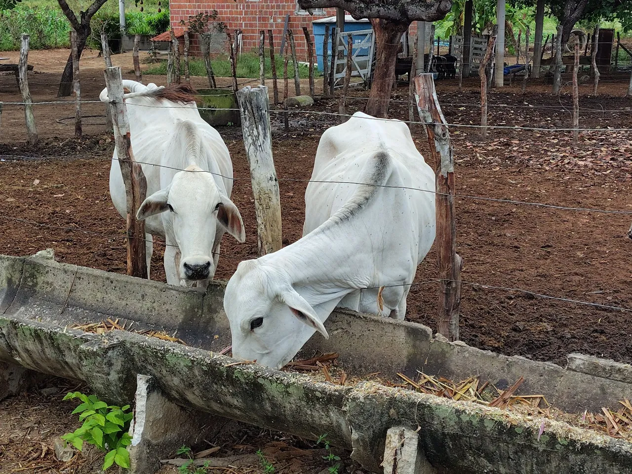 "vaca nelore" - Animais para agropecuária no Brasil